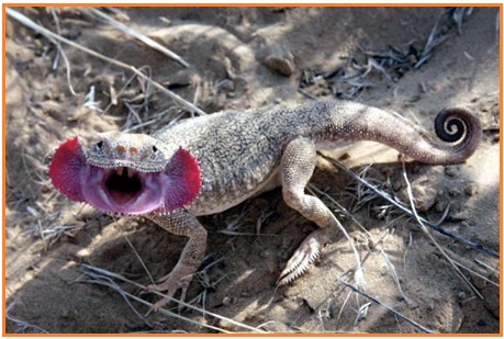 BIOLOGI GONZAGA: REPTILIA - KADAL