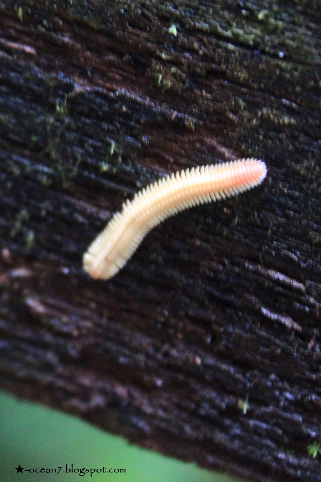 Lucky 7 || 时光「记」 「迹」: 砂州美姆旅：（22）姆鲁可爱小昆虫（Some Cute Insects, Mulu ...