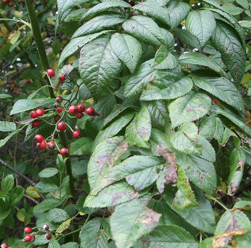 Fruit Seeds of Southern Michigan: Rosa multiflora -- Multiflora Rose