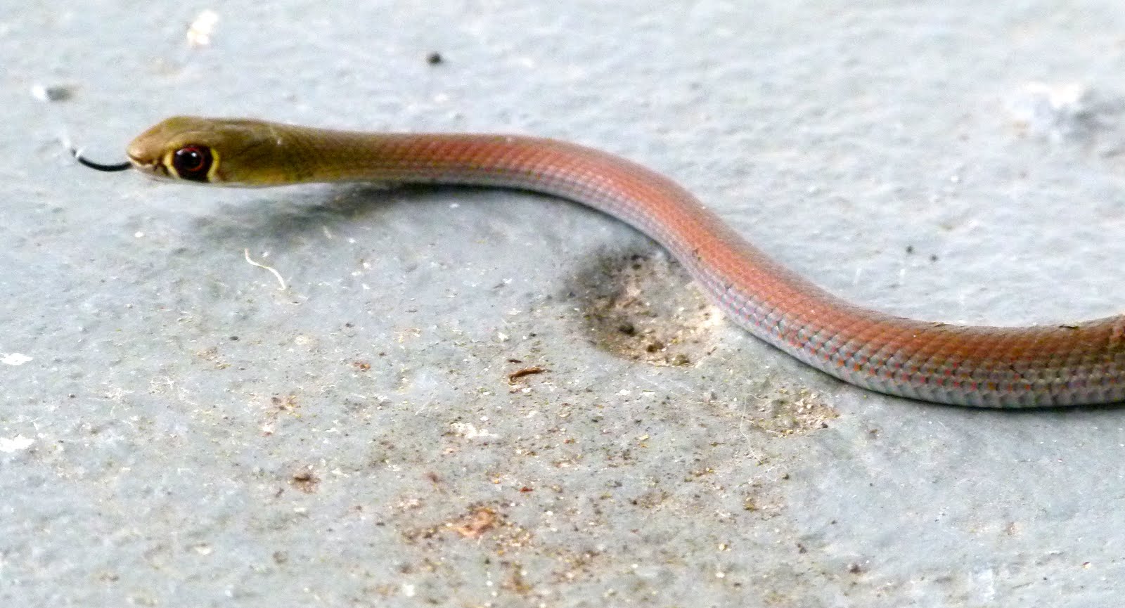 QUEENSLAND BIRDER - Birds and the natural world at home and away ...