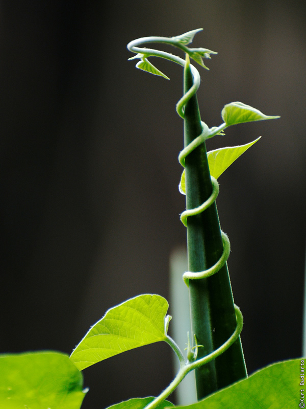 Plant Negative Tropism