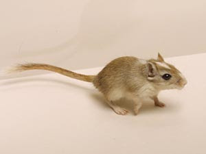 Gerbils | The Life of Animals