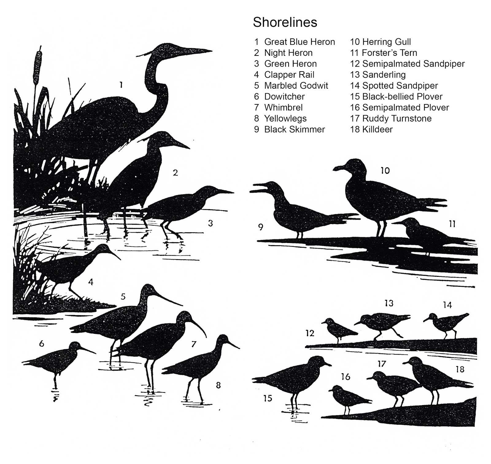QuestX: Bird Silhouette Identification Sheets