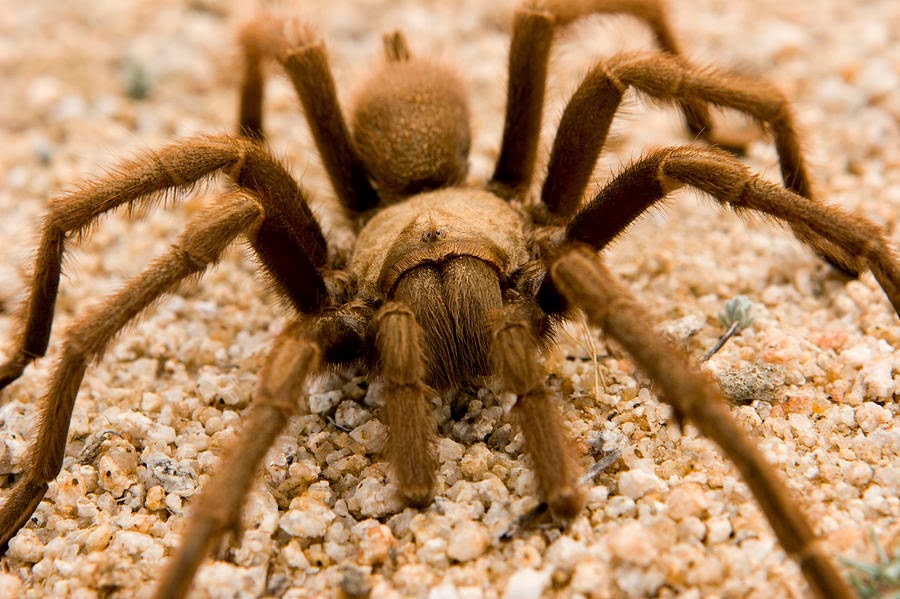 beauty of spider: Desert Tarantula - (Aphonopelma chalcodes)