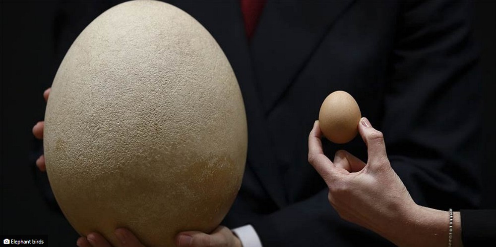 The Elephant Bird | Amusing Planet