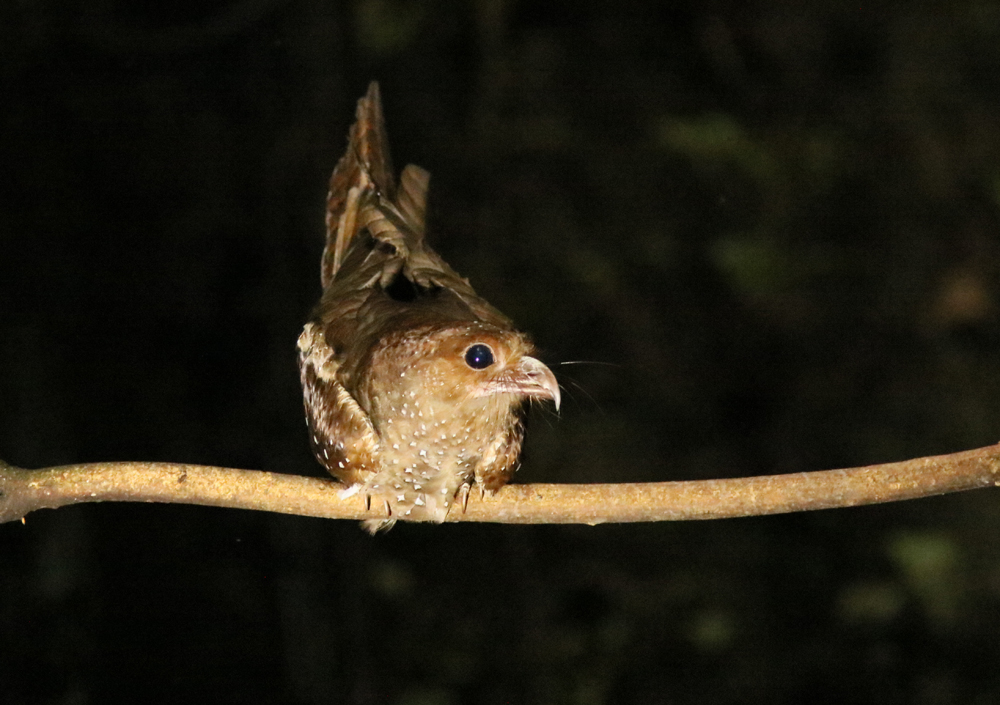 Birding Berrien and Beyond: Oilbird
