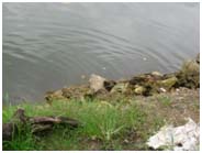 Mataisau: Our Island Home