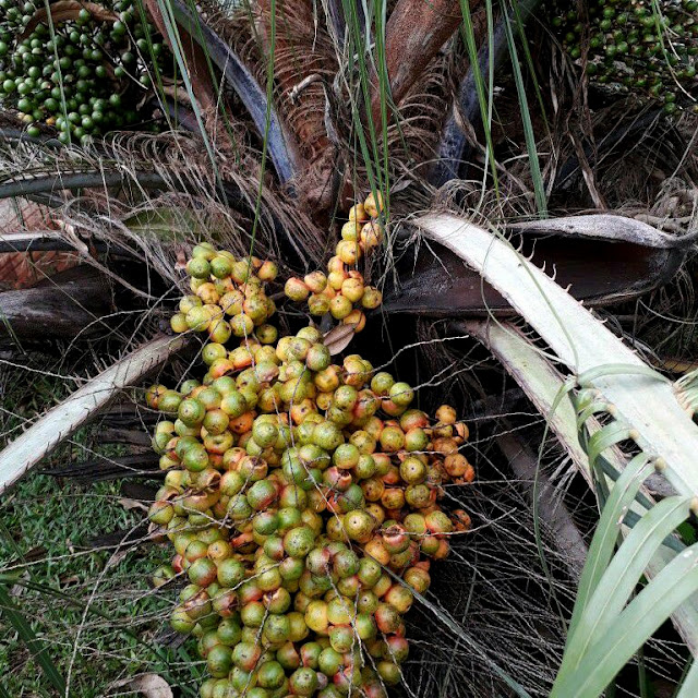 Butiá (Butia spp.) | A planta da vez