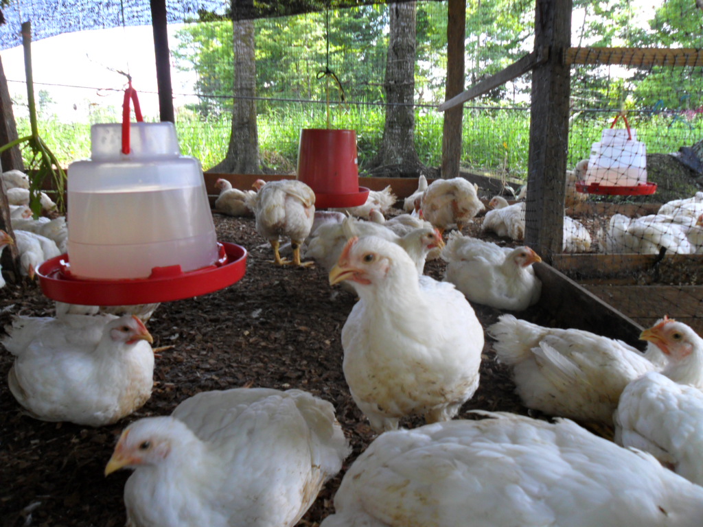 Blog de Willians Alfredo Salom Myers: POLLO SEMICRIOLLO PARA LA VENTA