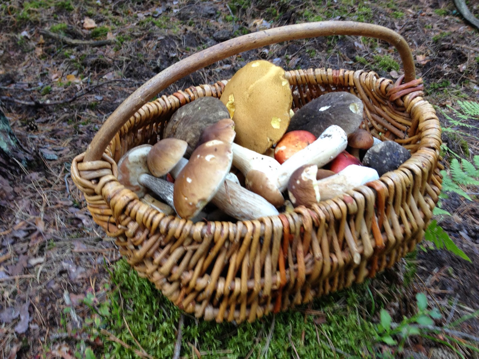 grazuolevasara: Grybai