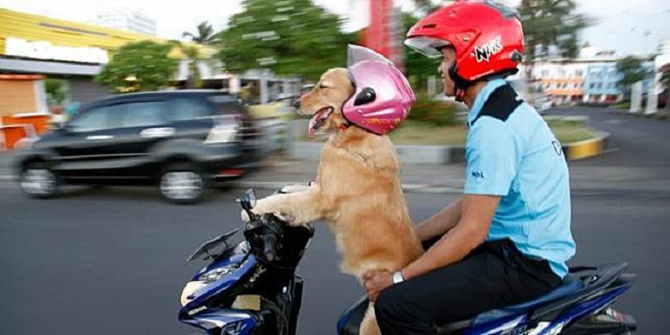 Asli: Bisa Nyetir Motor, Anjing di Manado Ini Mendadak Tenar, Bahkan ...