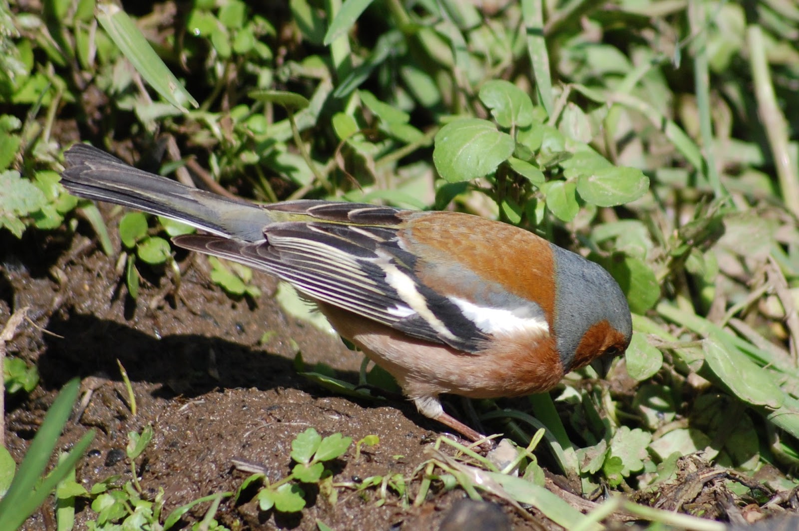 Imagens da vida animal: Tentilhão-comum (Fringilla coelebs) (Novas imagens)