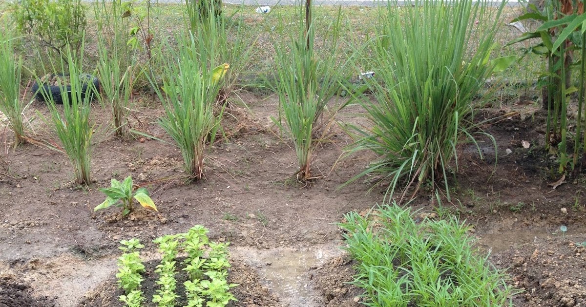 Jom Tanam Sayur ( JTS ) : Jom Tanam Sayur - Resepi SayuranJom Tanam ...