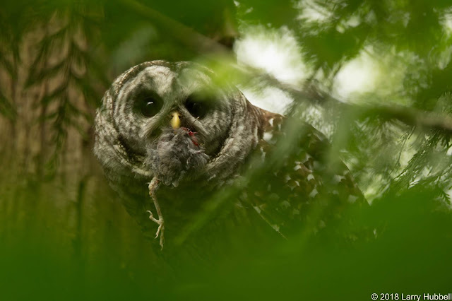 Union Bay Watch : An Owlet Adventure