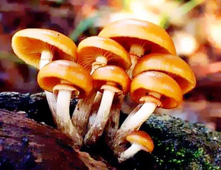 Thaís Raiane - Biologia 3: Fungos - 03\04\2015