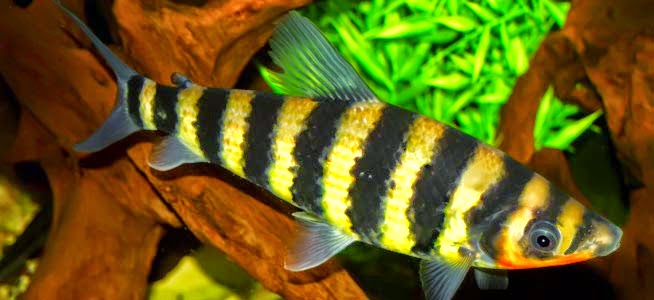 HEADSTANDER FISH photos - wallpapers | the fun bank