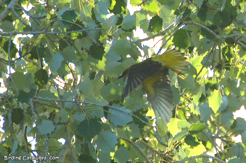 Birding Catalunya: Ocells als boscos de Pratdip