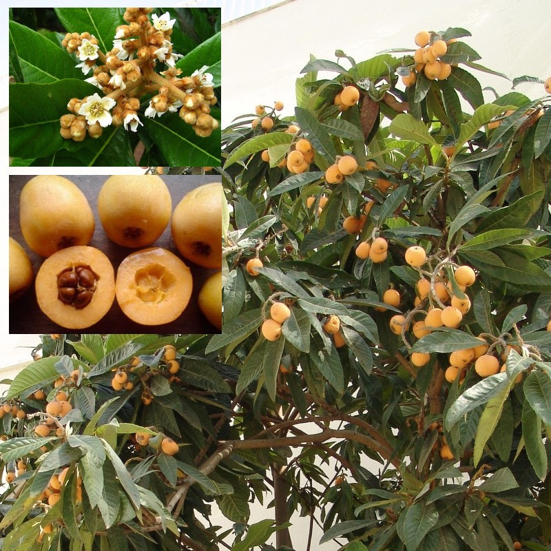 EcoQuintal: Nêspera (Eriobotrya japonica)