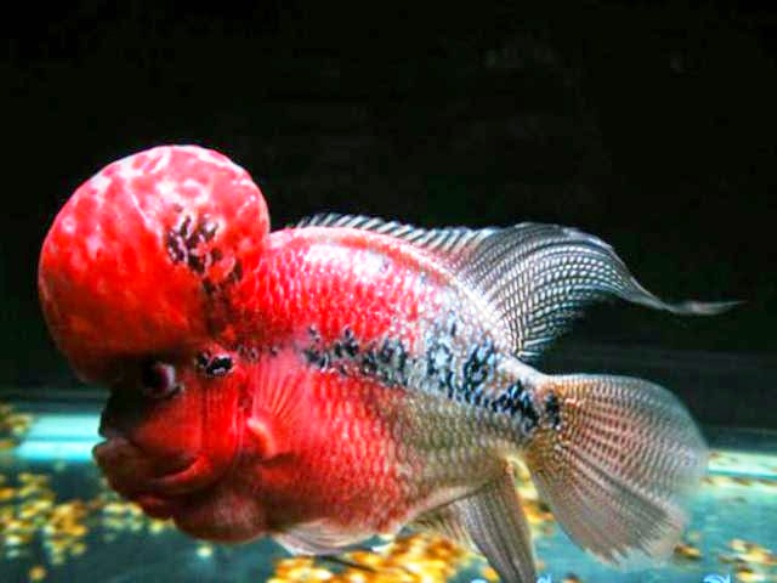 FLOWERHORN FISH photos - wallpapers (ανανεωμένο) | the fun bank