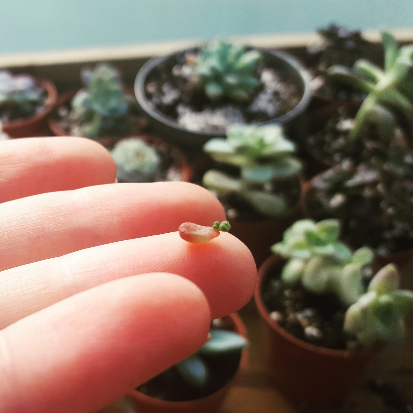 Baby succulent growing from propagation