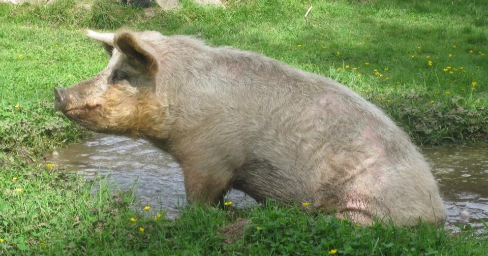 Hearts On Noses, A Mini Pig Sanctuary: Arthritis Arsenal