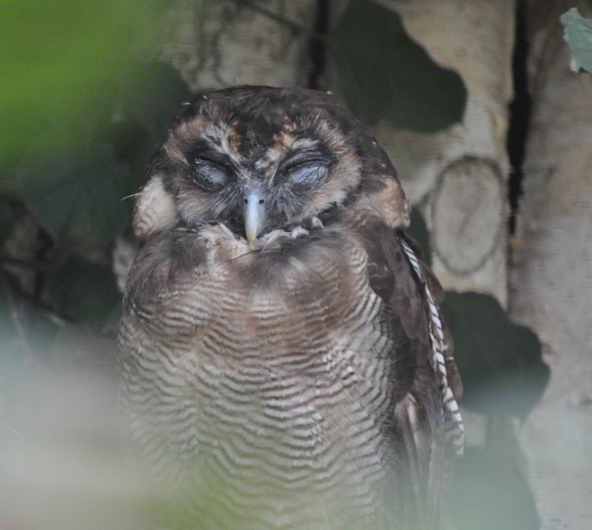 ZOOTOGRAFIANDO (6.100 ANIMALS): CÁRABO DE JAVA / JAVAN BROWN WOOD OWL ...
