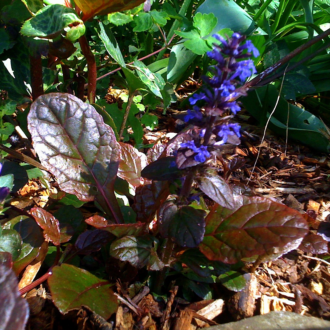 The Picture Printer: Blue ground cover flowers - a lovely garden success!