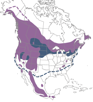 Ohio Birds and Biodiversity: Red Crossbills!