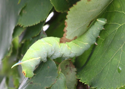 Birding with Flowers: Special Insects