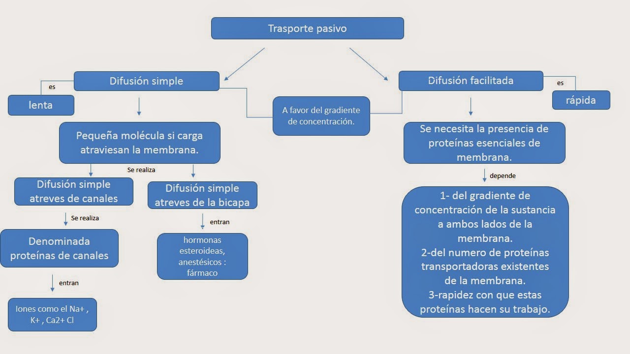 Fisiología básica de alejandra sandoval: Difusion simple y facilitada