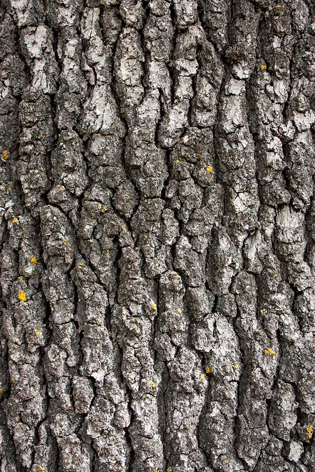 MIS VISTAS DEL MUNDO: Texturas de tronco