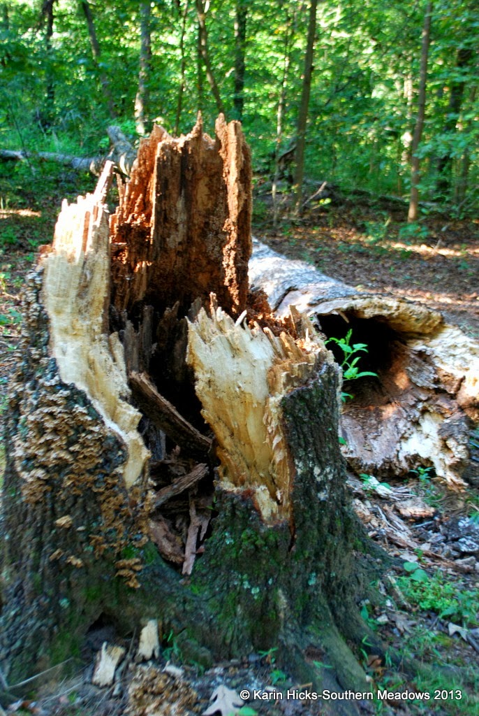 The Beauty of Dead and Decaying Wood