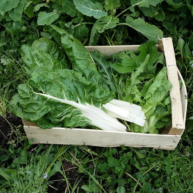 Mon Petit Nuage...: Green your house ♡ 3