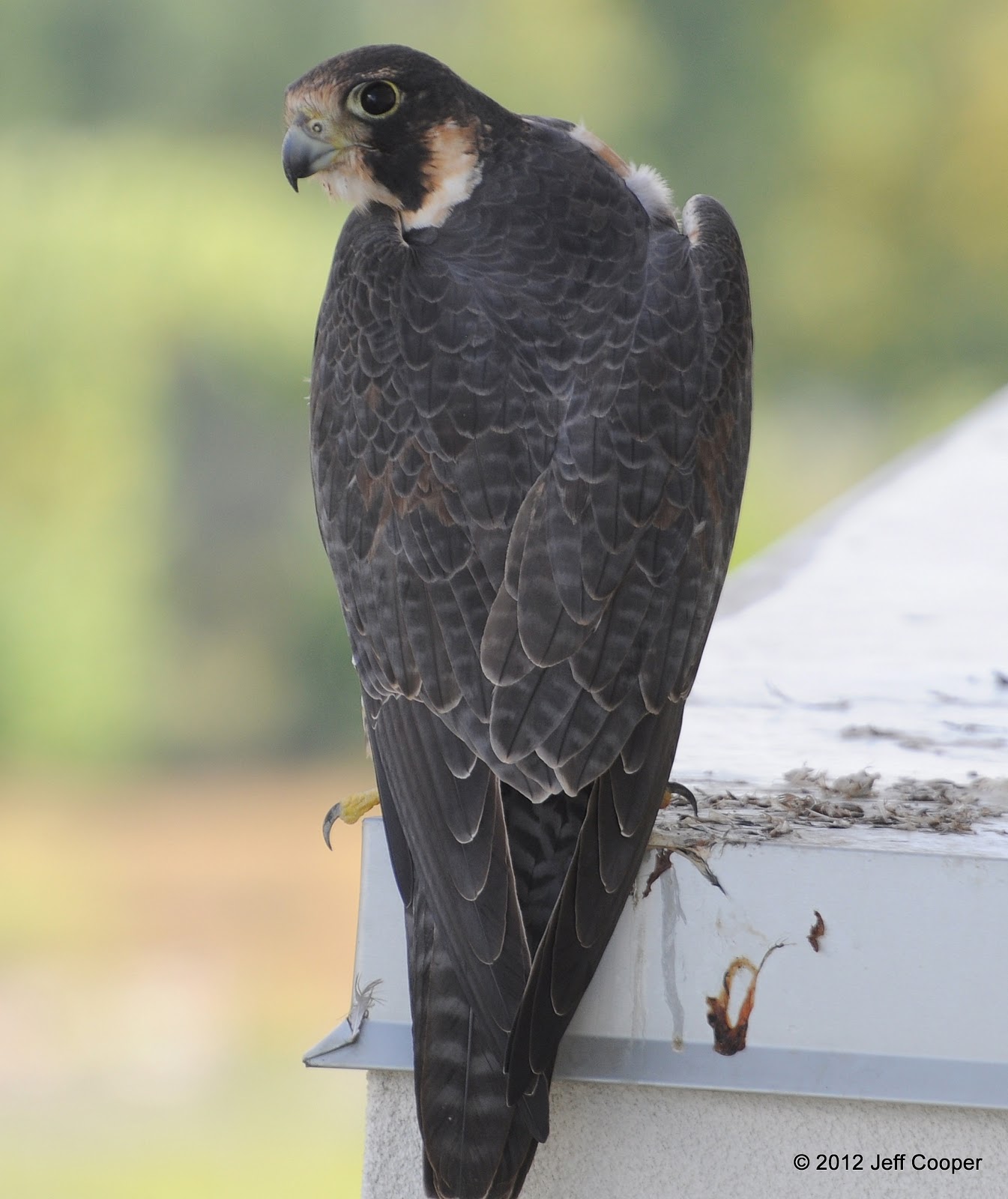 Birding Is Fun!: Not Bad For Office Birding!
