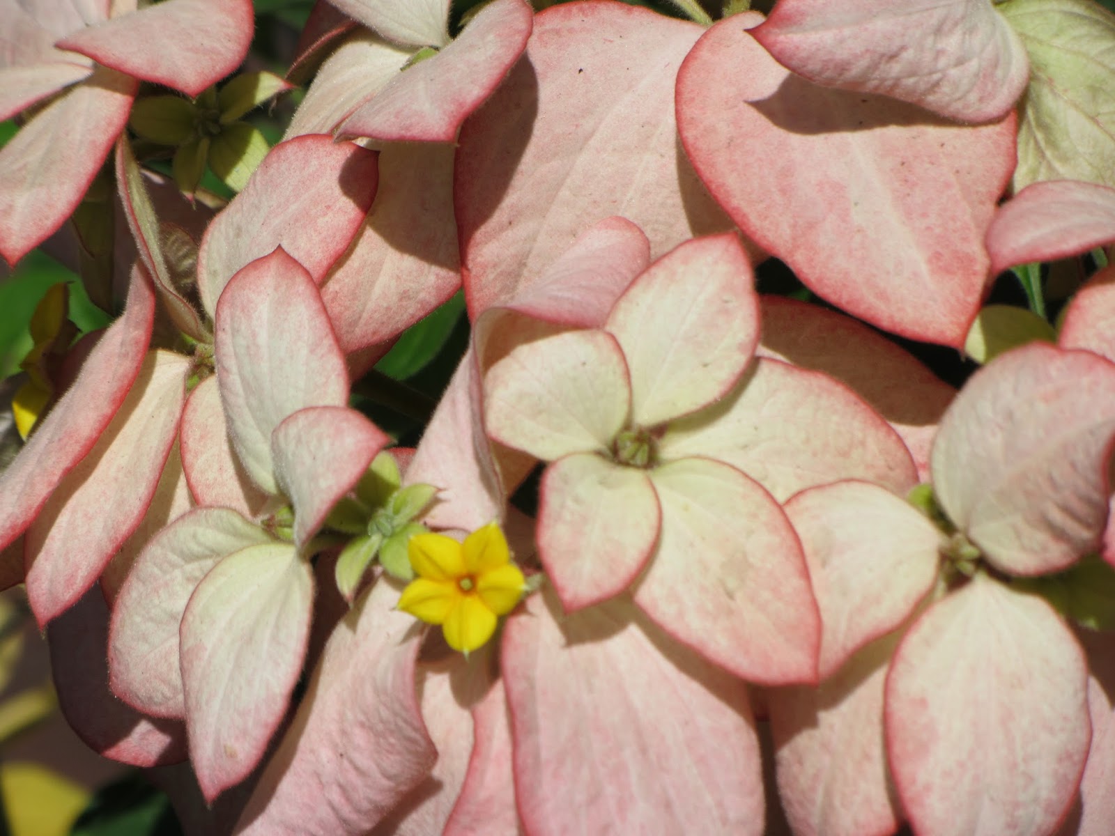 Visit Key West: Fantastic flowers of Key West