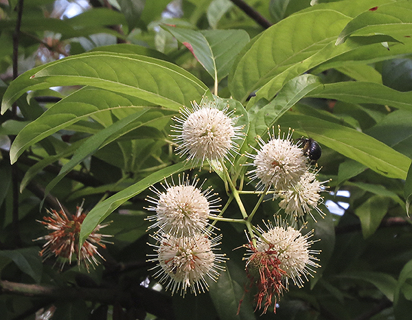 Wednesday's Wildflower: Buttonbush