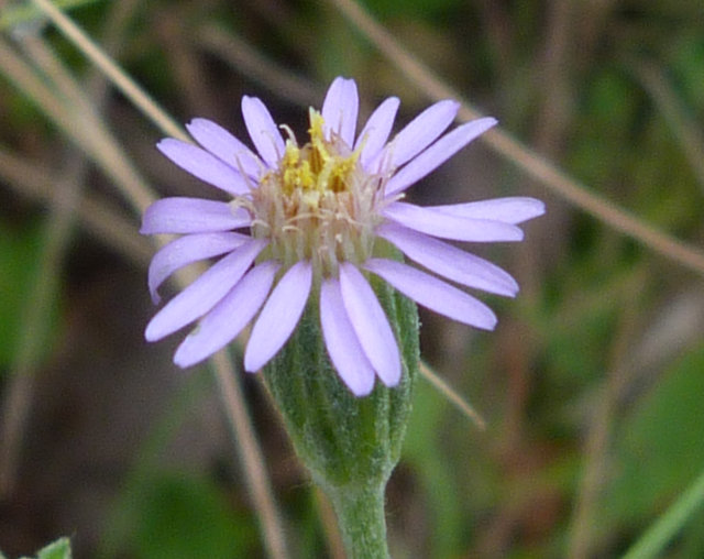 Little Dumpies and friends