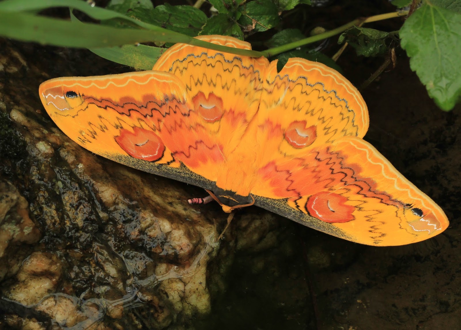 Butterflies of Vietnam: Loepa sp. (The Golden Emperor Moth)