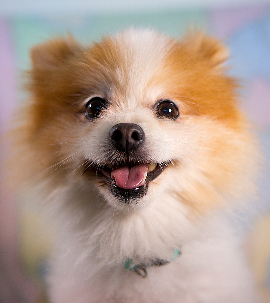 Shelter Dogs of Portland: "ANGIE" easy going senior Pomeranian