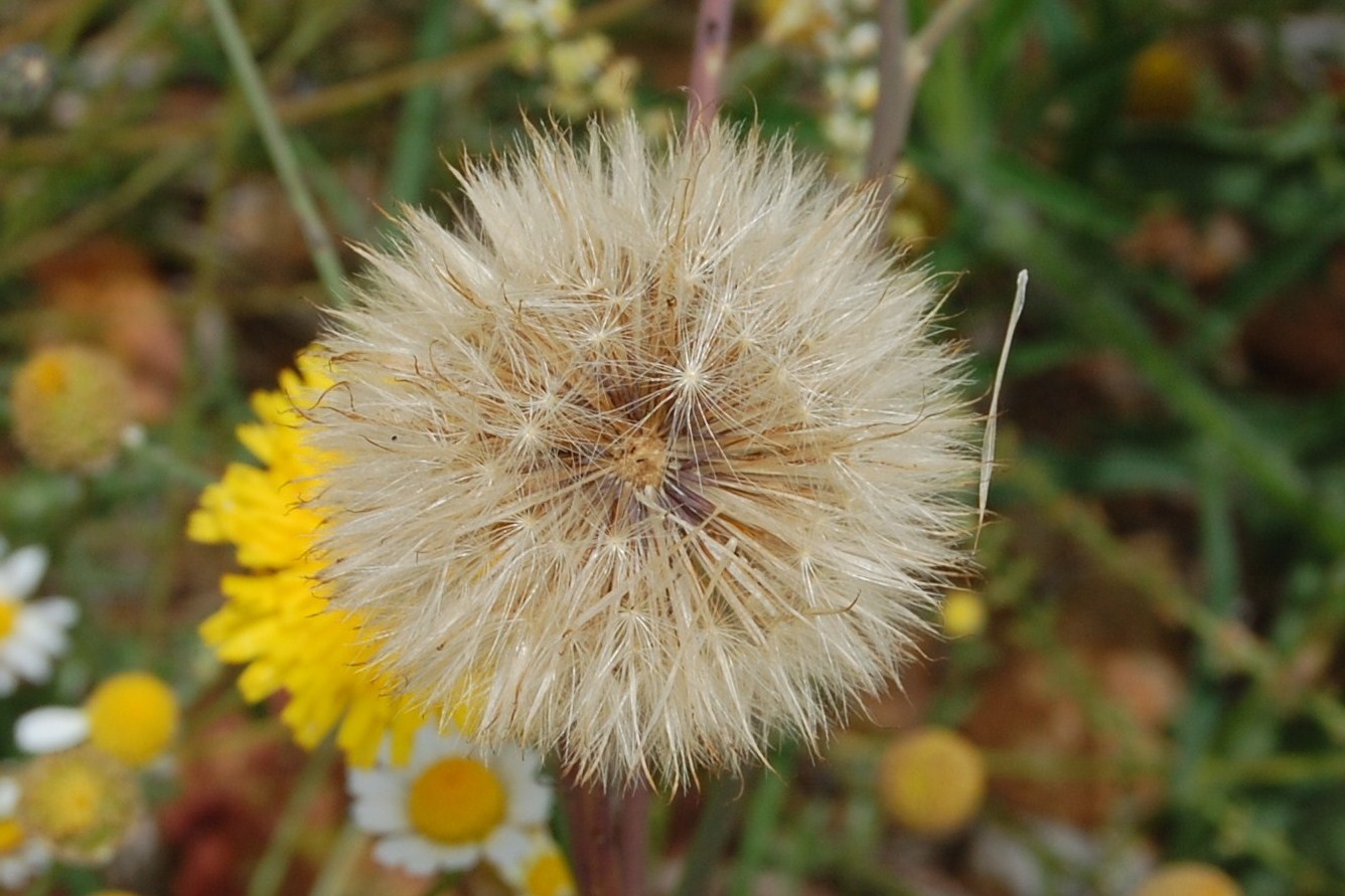 Plantas: Beleza e Diversidade: Leituga (Hypochaeris radicata)