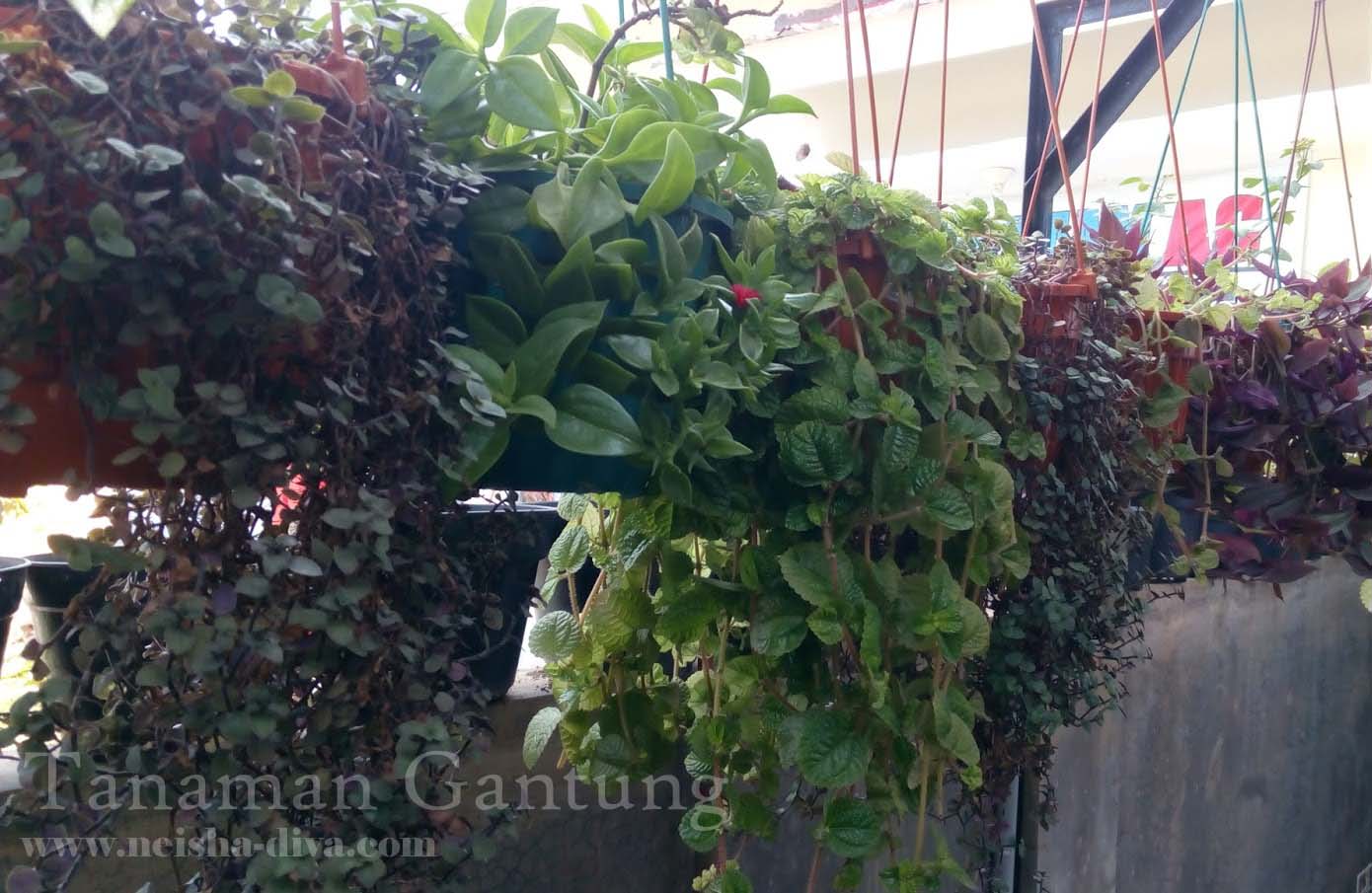 Wow 26+ Foto Bunga Gantung - Gambar Bunga Indah