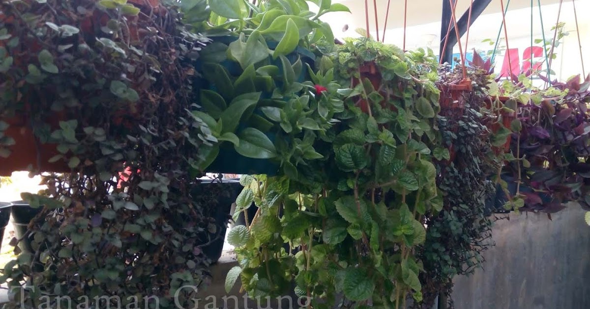 Ide Penting Macam Macam Bunga Gantung