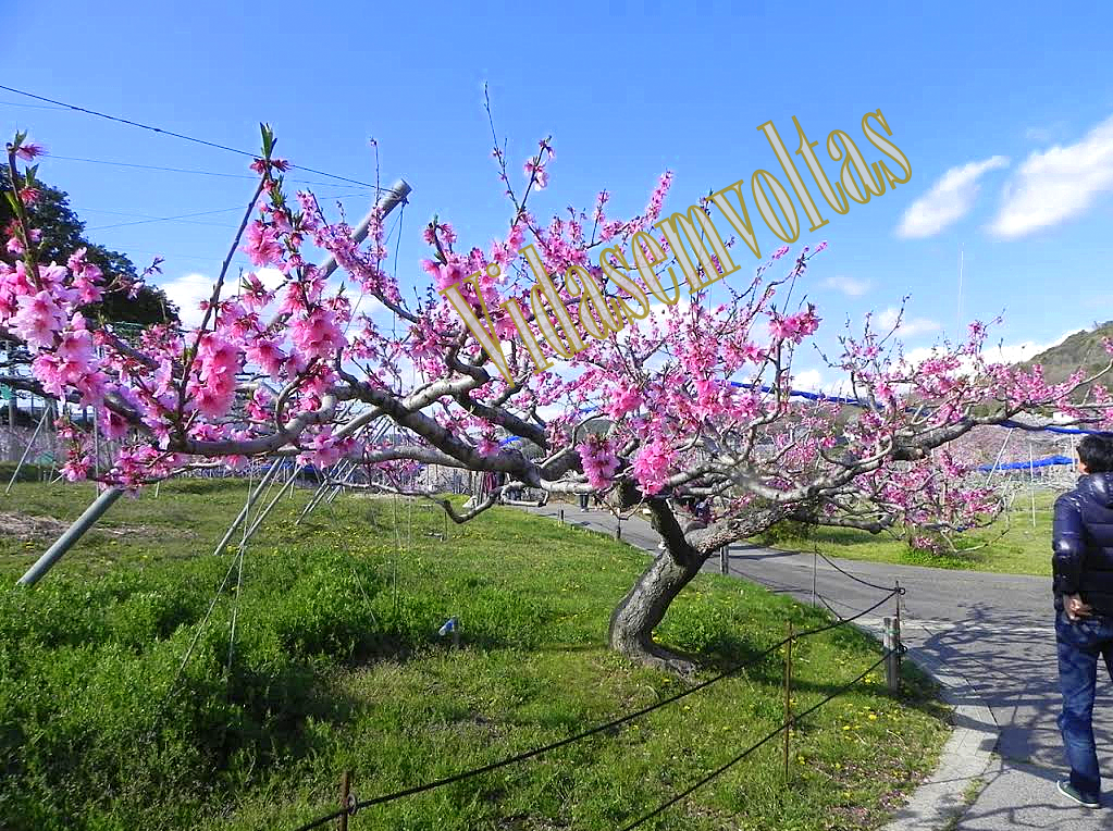 Ameixeira, cerejeira, pessegueiro, quais são as diferenças entre essas ...