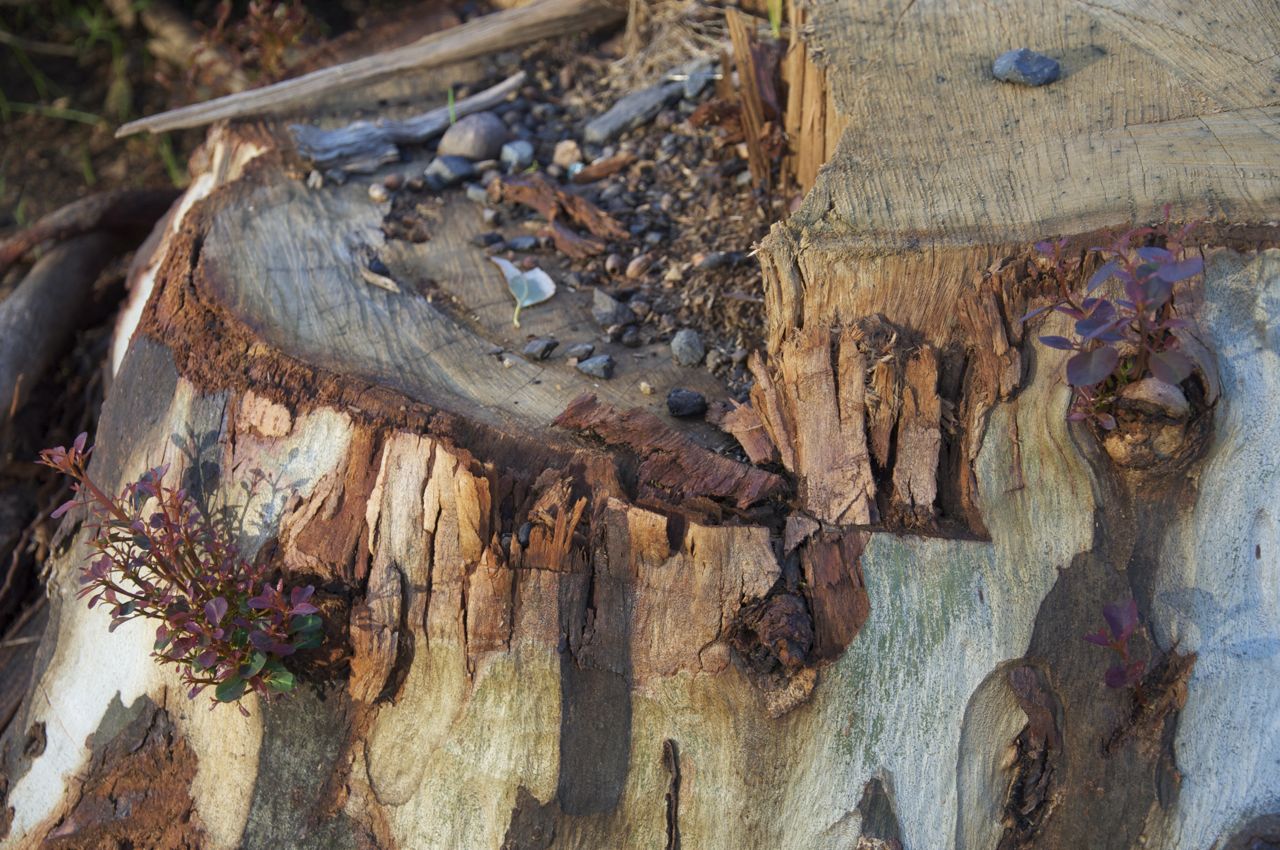 Suzassippi's Lottabusha County Chronicles: The Blue Gum Trees