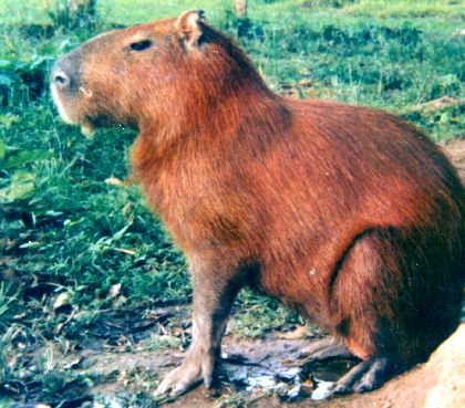 VIVEPAZDEARIPORO!: fauna llanera