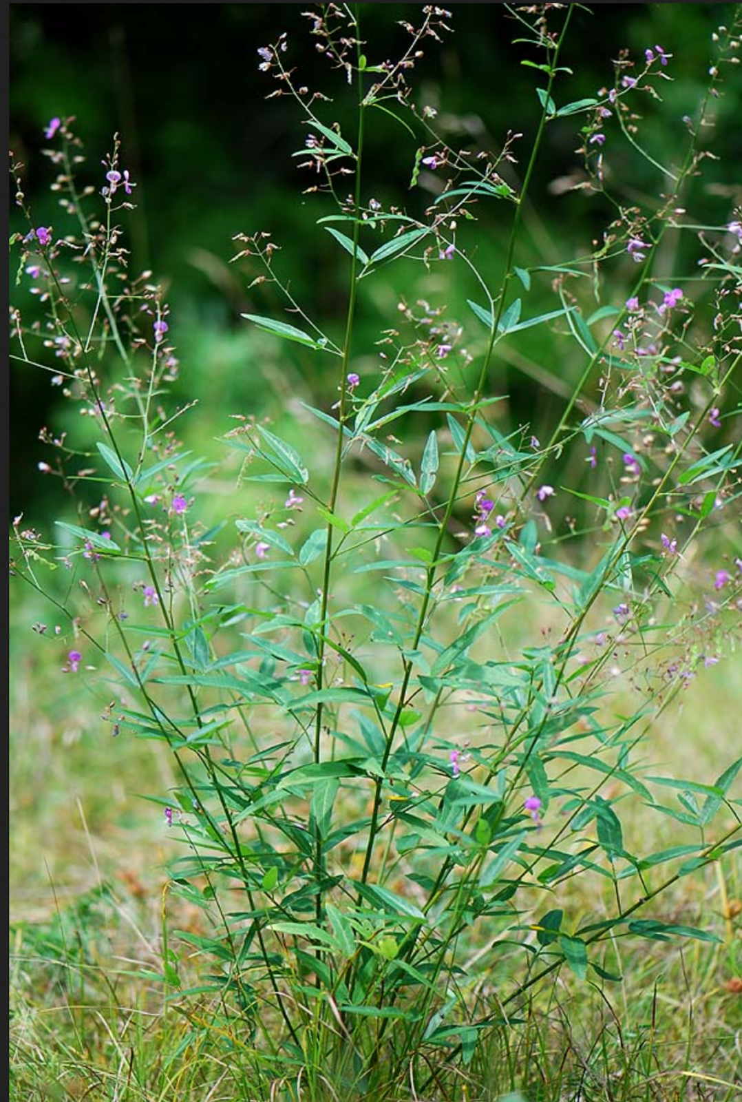 clay and limestone: Wildflower Wednesday: Desmodium paniculatum