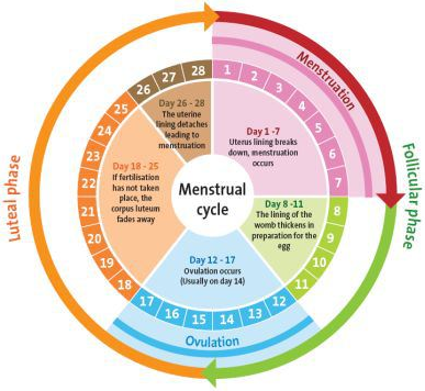 Cara Menghitung Masa Subur Wanita Agar Cepat Hamil - SAYAPOKER.NET