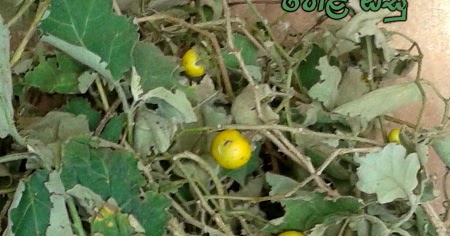 Hela osu: එල බටු (Ela batu)