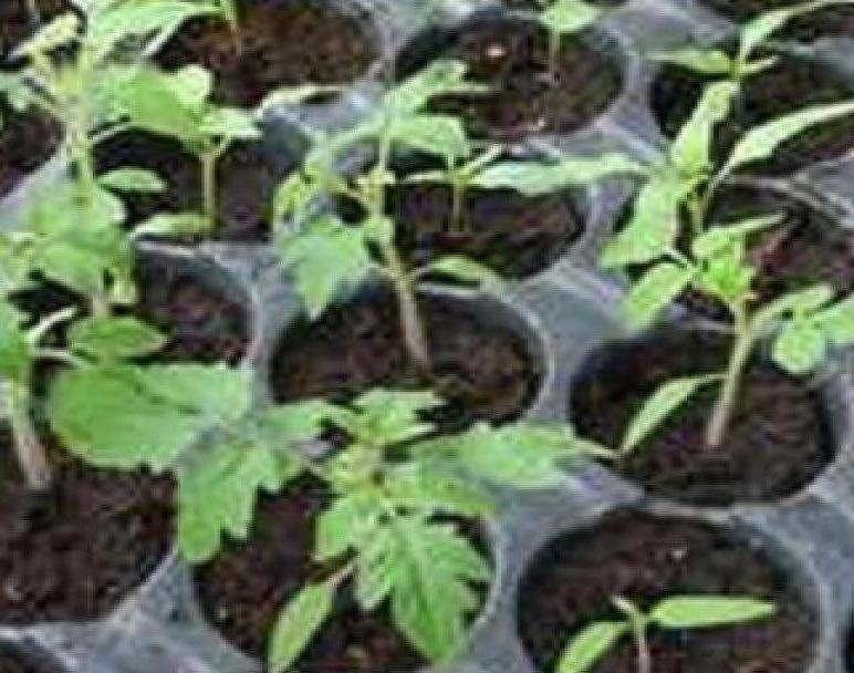 Plantarea semintelor de rosii | Preparatedevis.ro