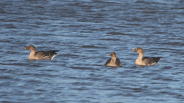 Northumbrian Birding: Holywell Pond